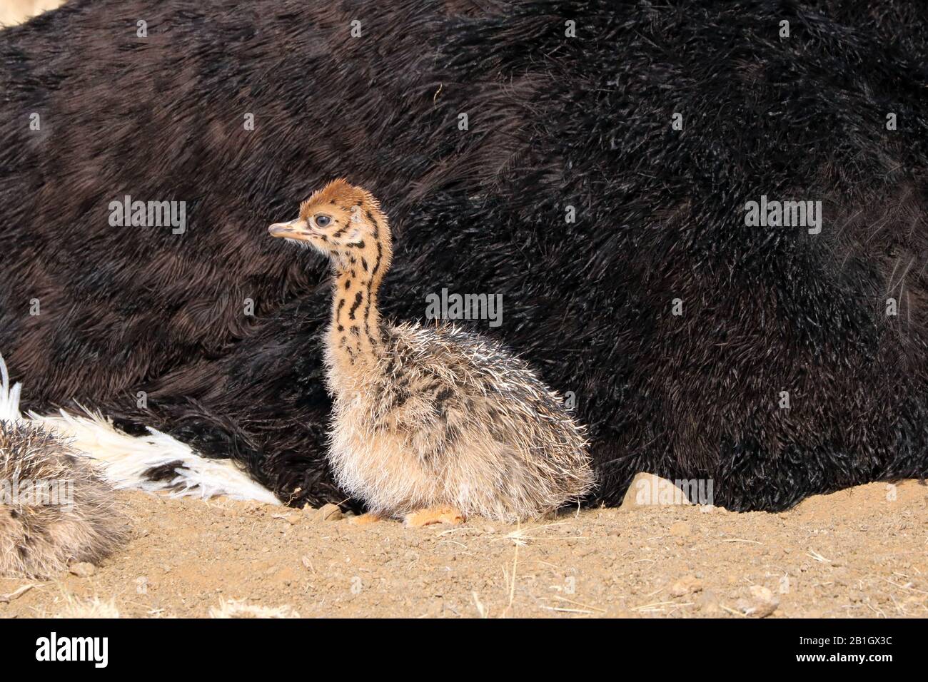 ostrich (Struthio camelus), ostrich chick sitting by its father, full ...