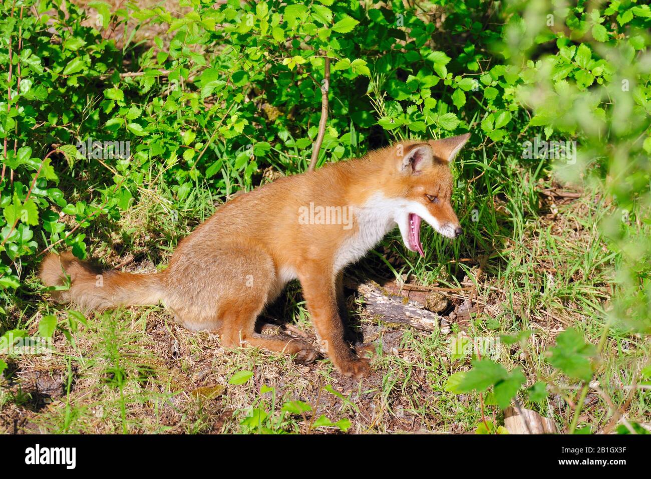 red fox (Vulpes vulpes), fox cub yawning in a meadow, side view ...