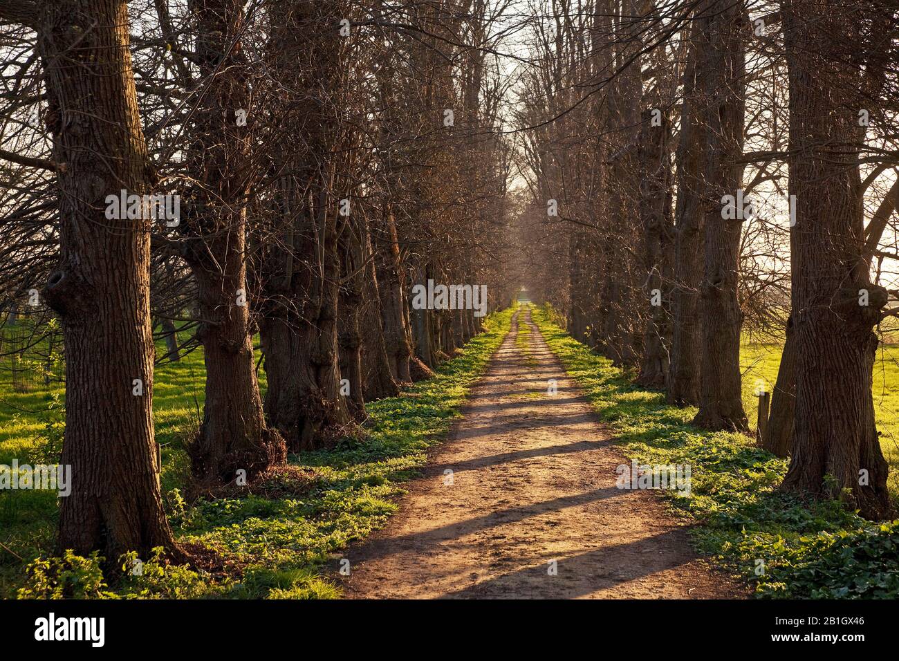 Tree trees lined avenue hi-res stock photography and images - Alamy