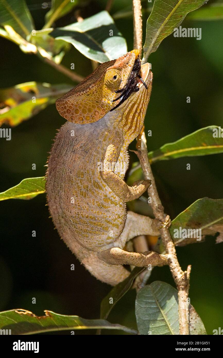 Parsons Chameleon (Calumma parsonii, Chamaeleo parsoni), sits at a twig ...