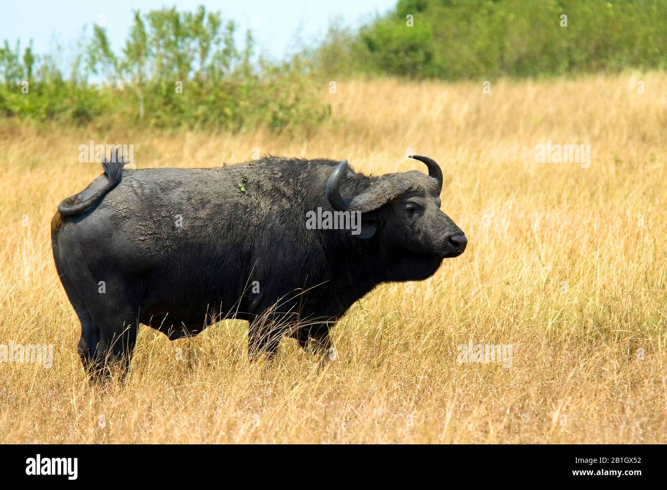 African buffalo (Syncerus caffer), standing on dry grass, side view ...