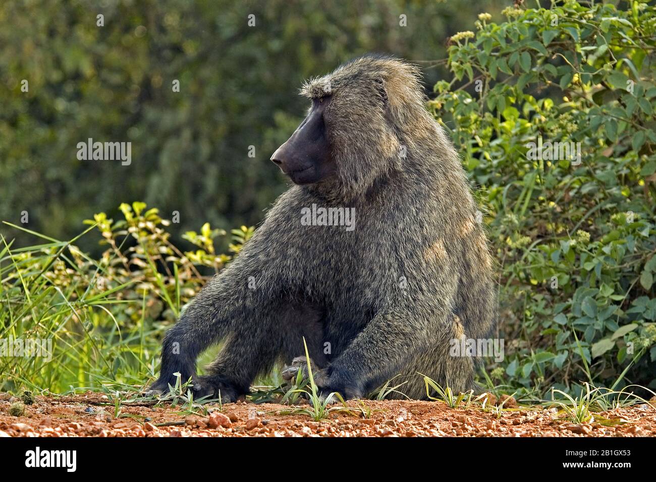 yellow baboon, savannah baboon, anubius baboon, olive baboon (Papio ...