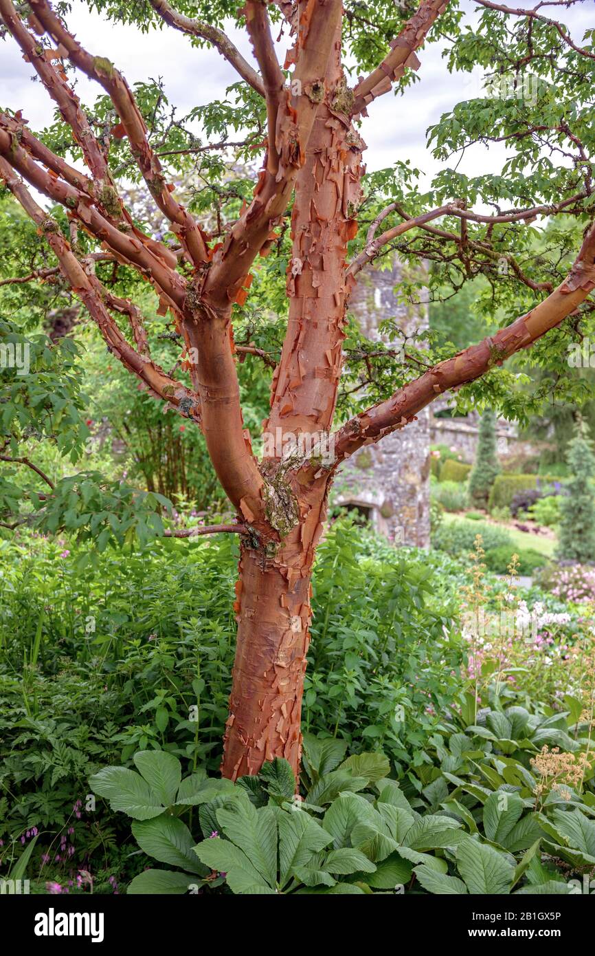 paperbark maple (Acer griseum), habit Stock Photo - Alamy