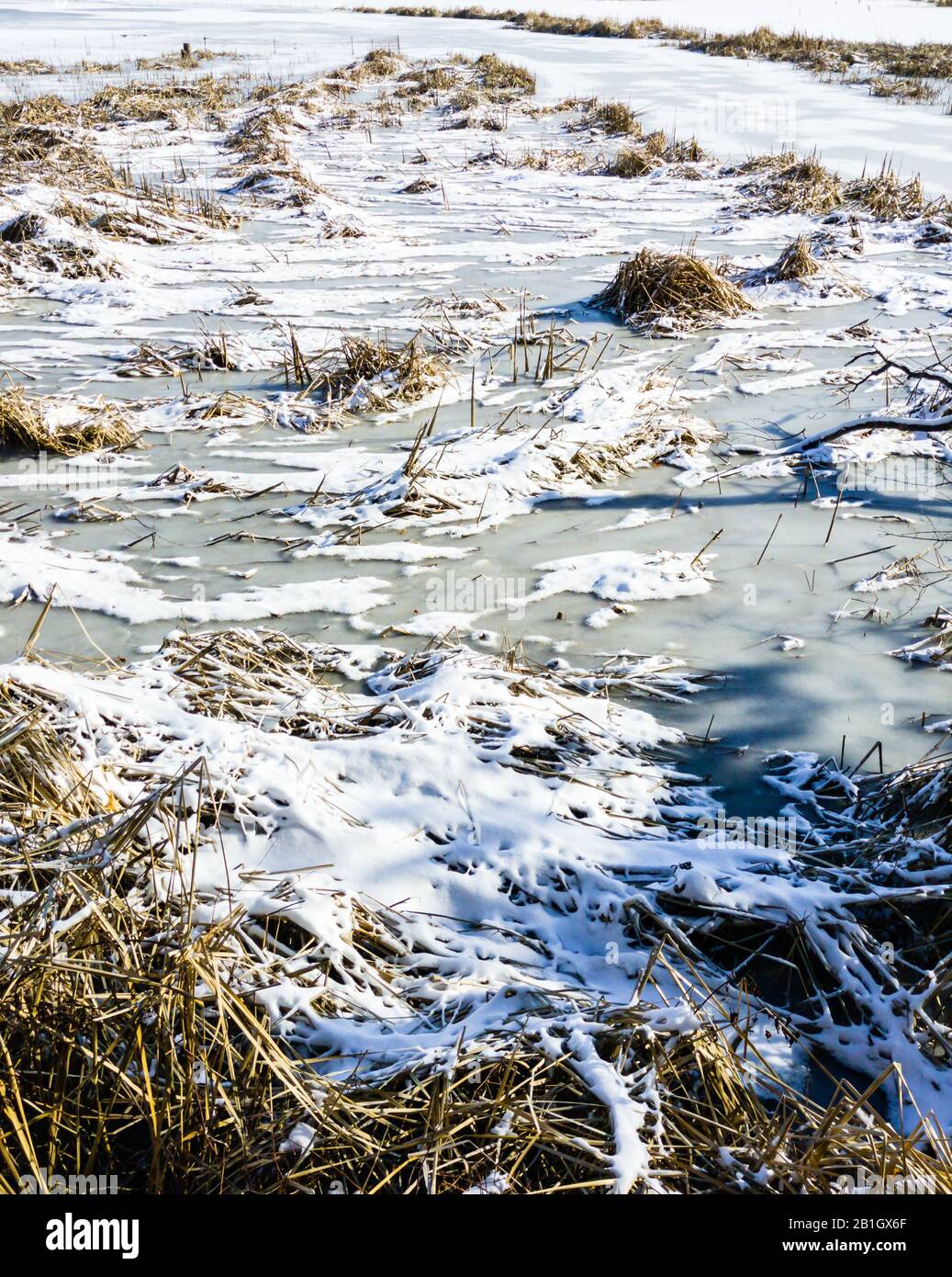 Clumps of dry grass and reeds on frozen pond covered in ice and snow ...