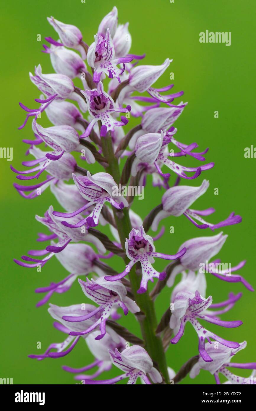 Monkey orchid hi-res stock photography and images - Alamy