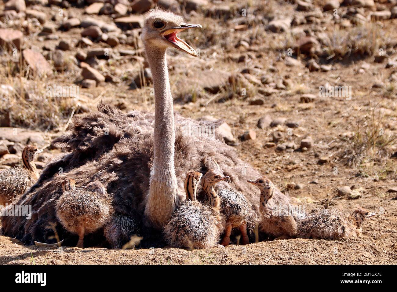 ostrich (Struthio camelus), hen gathering her ostrich chicks under the ...