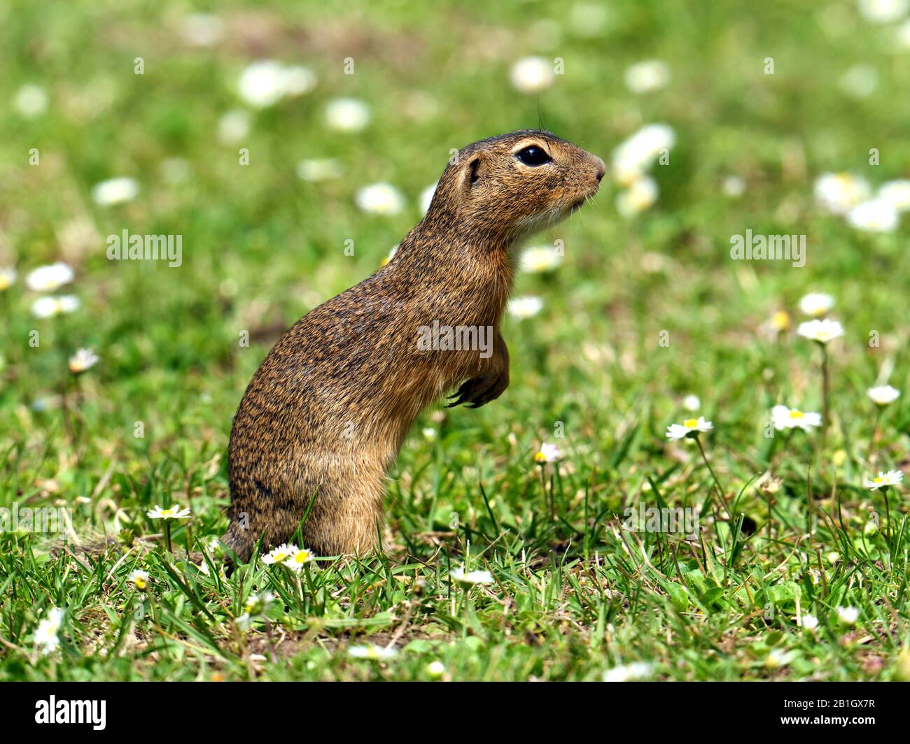 European ground squirrel, European suslik, European souslik (Citellus ...