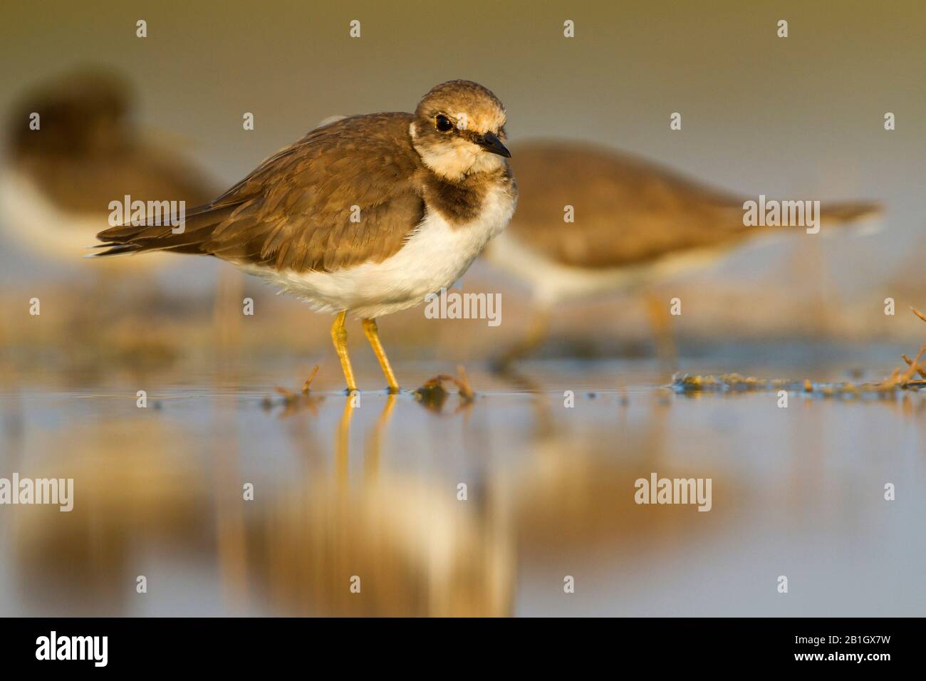 African little ringed plover (Charadrius dubius curonicus, Charadrius ...