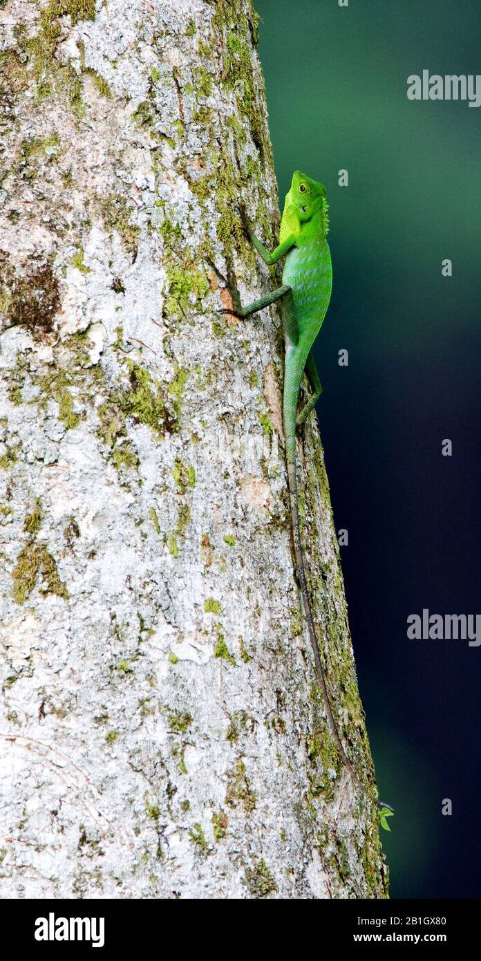 Green Crested Lizard (Bronchocela cristatella), at a tree trunk, side ...