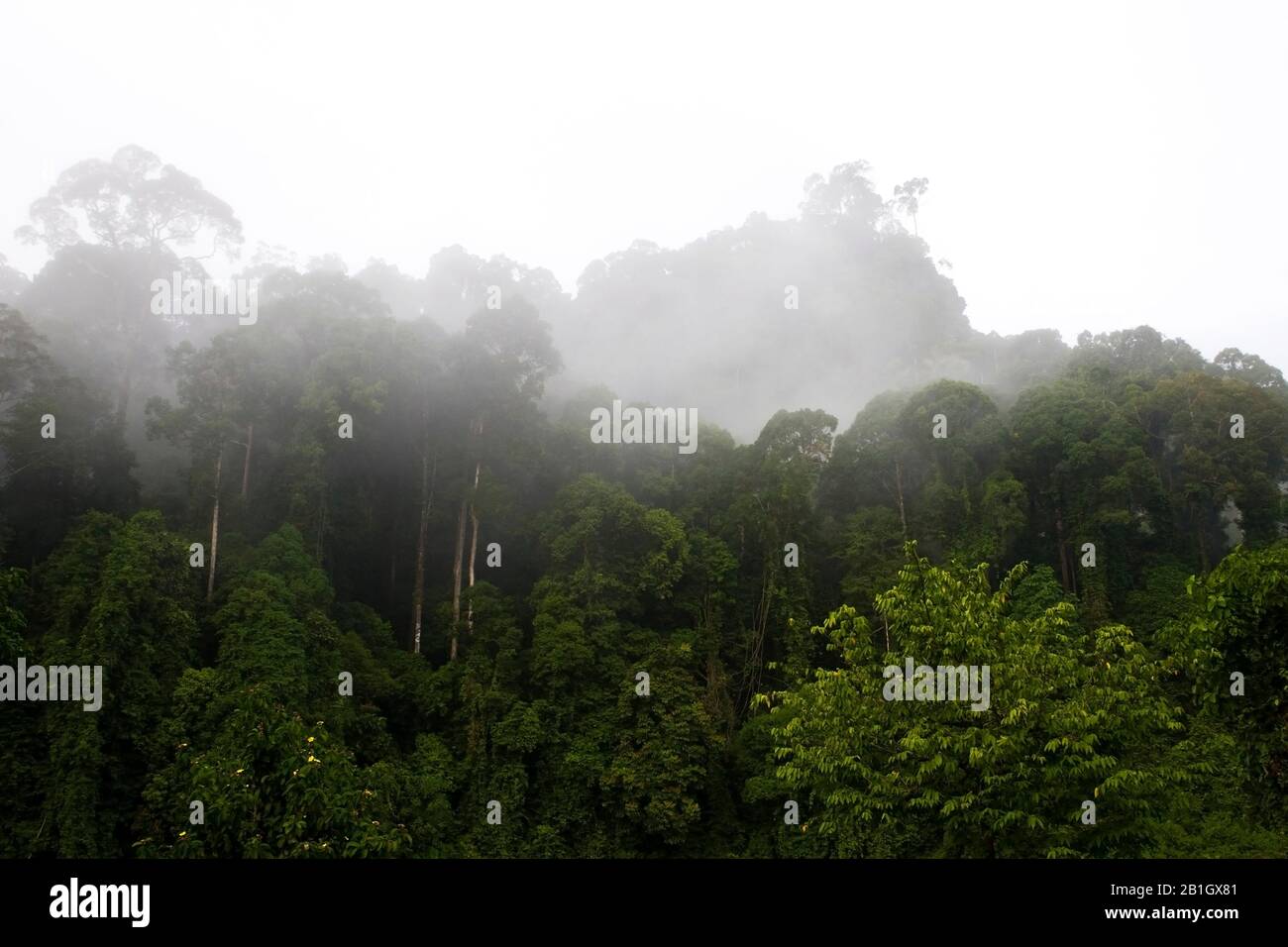 tropical rainforest in Danum Valley, Malaysia, Borneo Stock Photo - Alamy