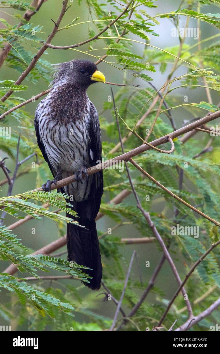 grey plantain-eater (Crinifer piscator), resting in a tree, Africa ...