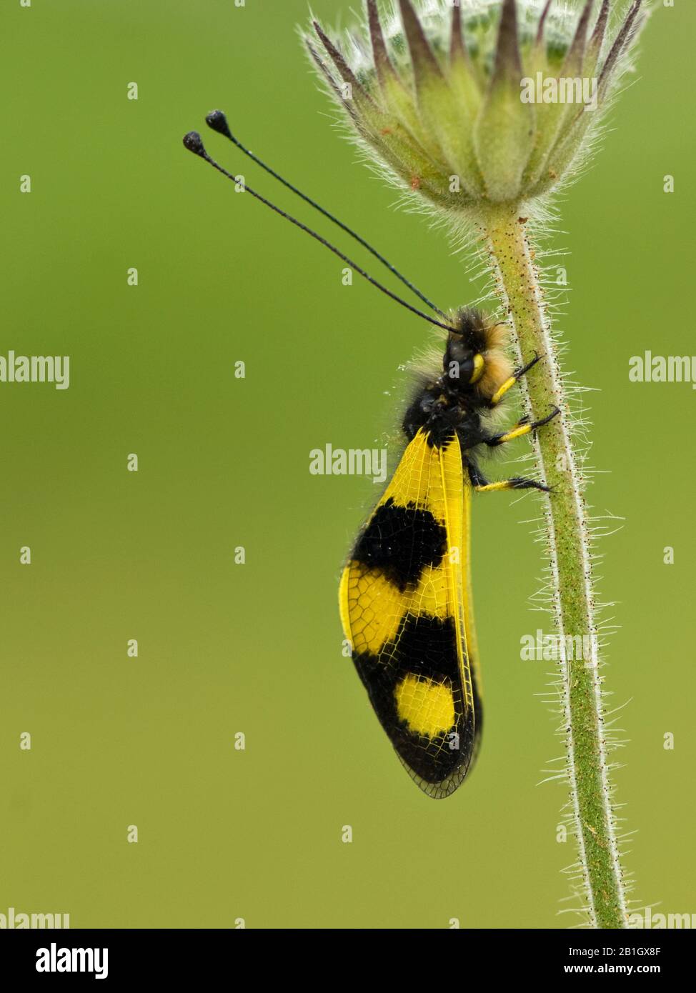 Owlfly (Libelloides macaronius, Ascalaphus macaronius), sitting at a ...
