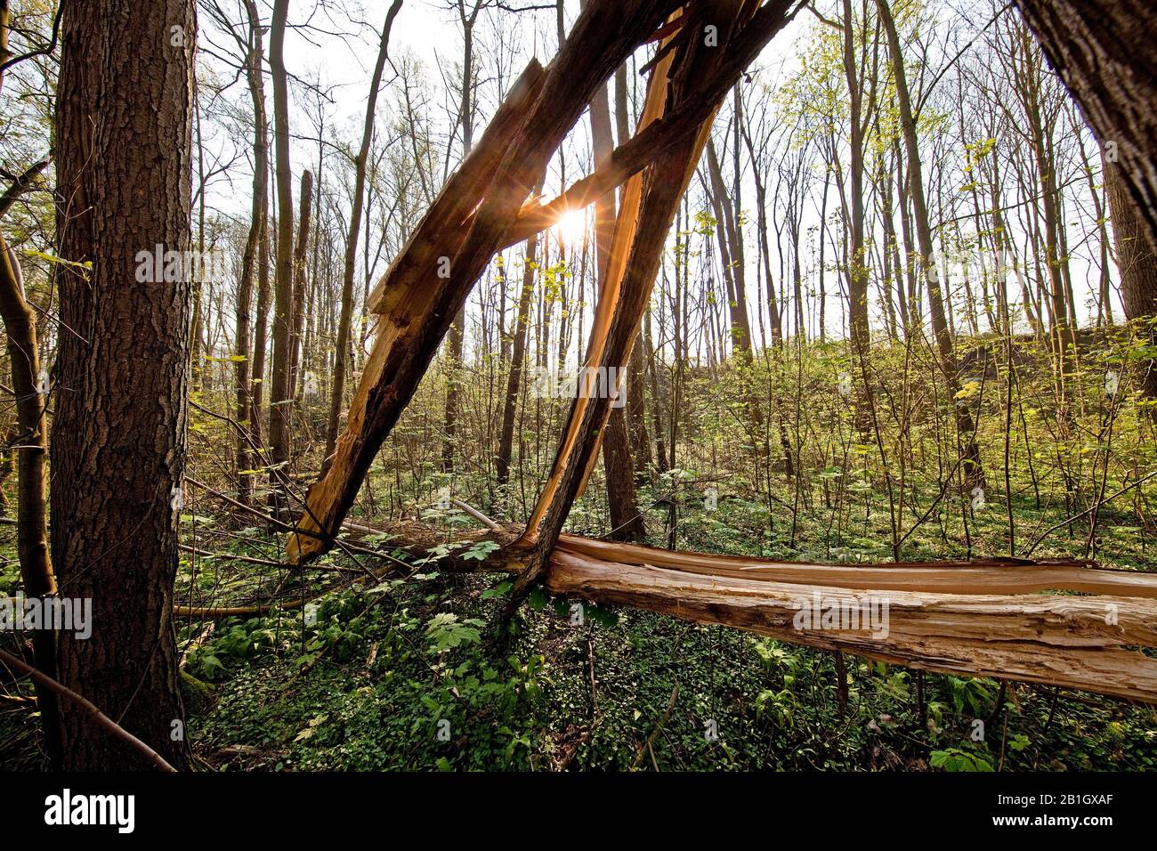 Splintered hi-res stock photography and images - Alamy