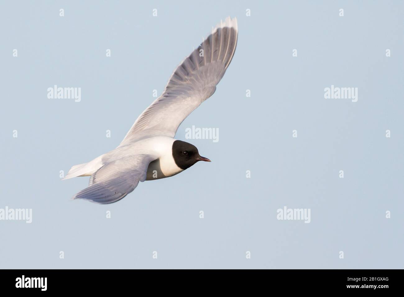 Little gull in summer plumage in flight hi-res stock photography and ...