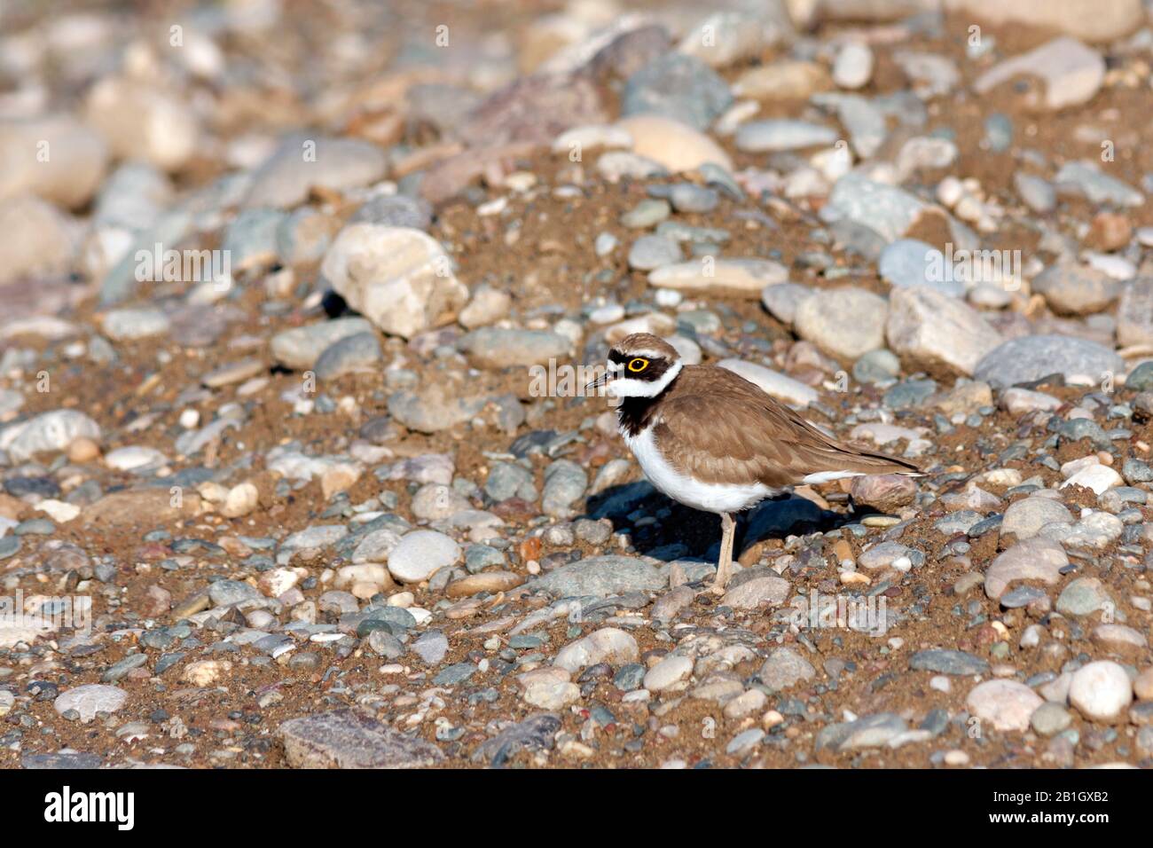African little ringed plover (Charadrius dubius curonicus, Charadrius ...
