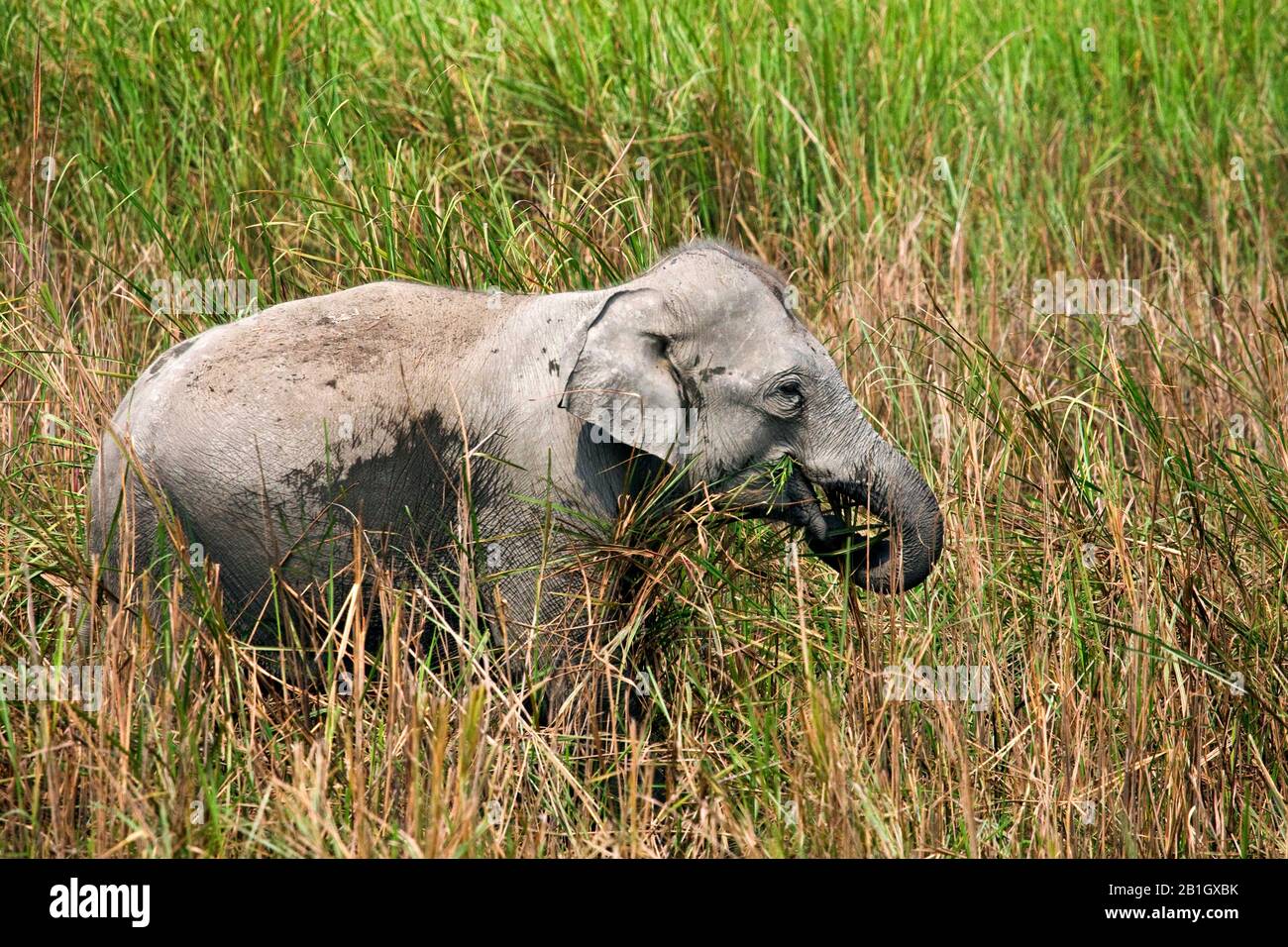 Indian elephant (Elephas maximus indicus, Elephas maximus bengalensis ...
