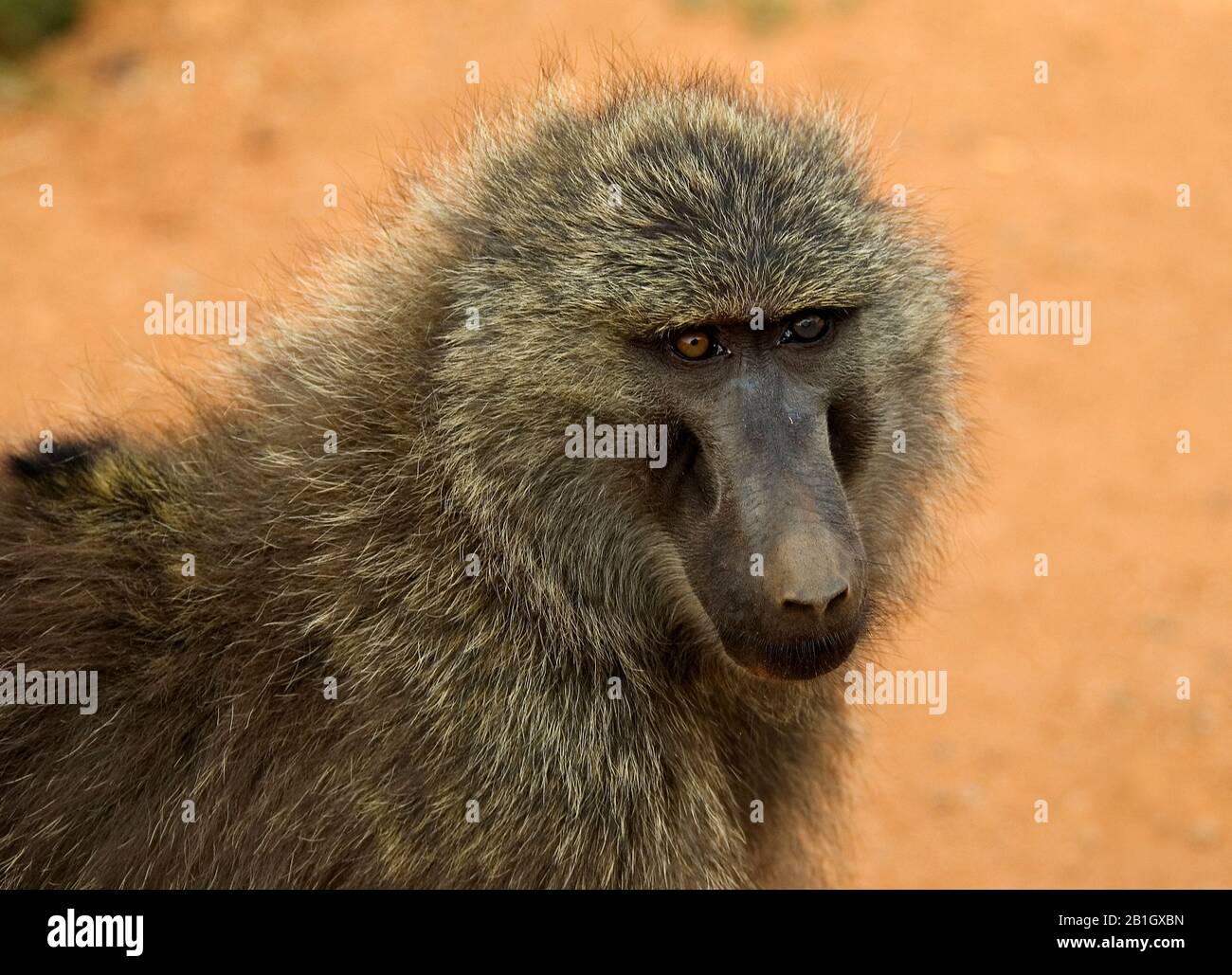 yellow baboon, savannah baboon, anubius baboon, olive baboon (Papio ...