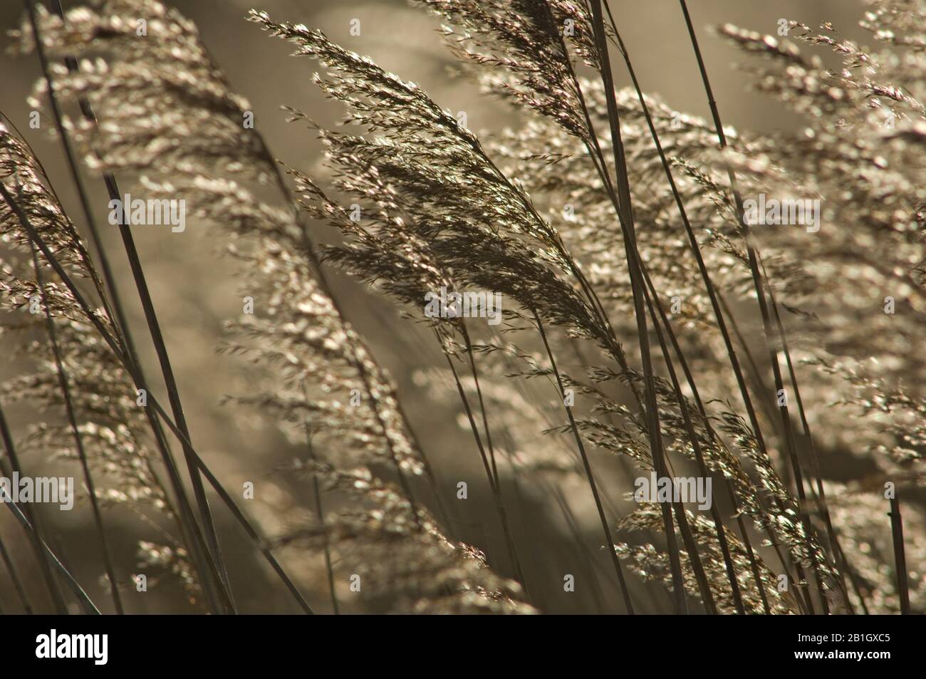 Grass panicles hi-res stock photography and images - Alamy