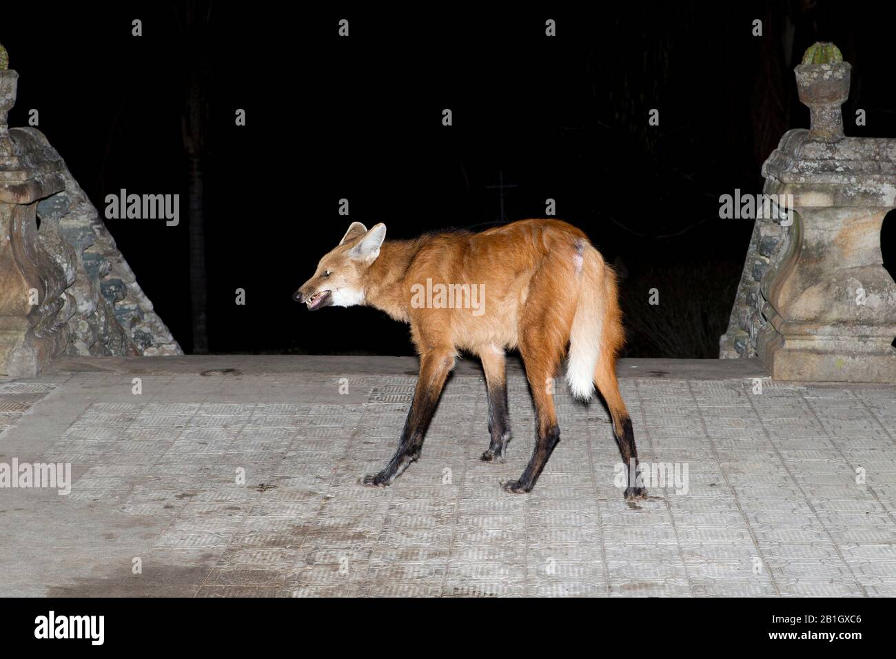 maned wolf (Chrysocyon brachyurus), standing on a perron in the dark ...