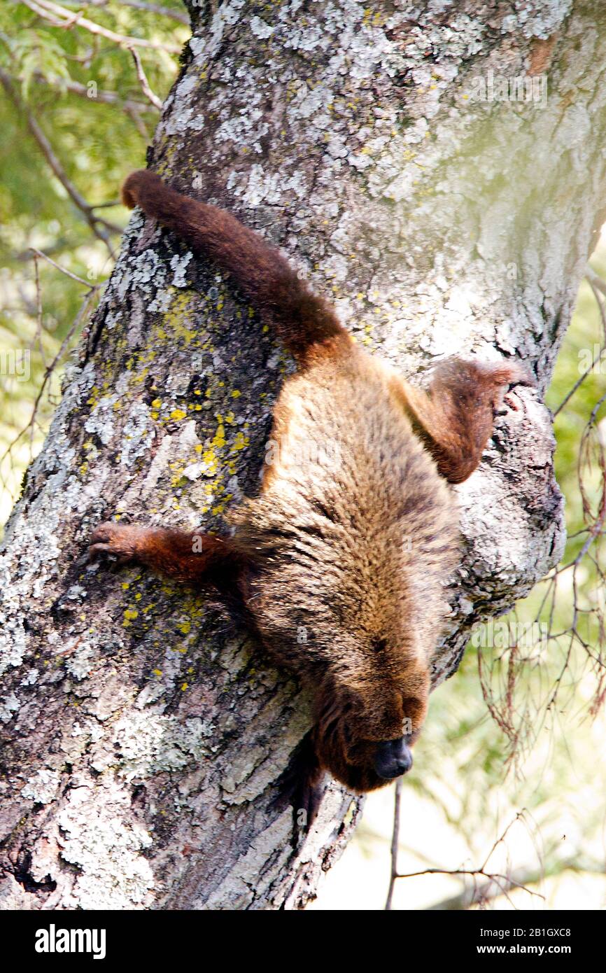 Howler monkey alouatta guariba hi-res stock photography and images - Alamy