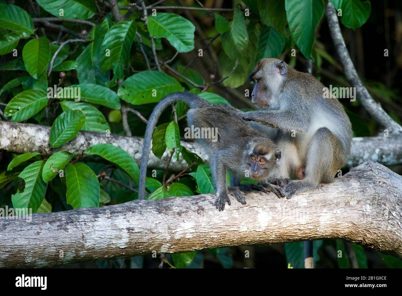 Two monkeys together hi-res stock photography and images - Alamy