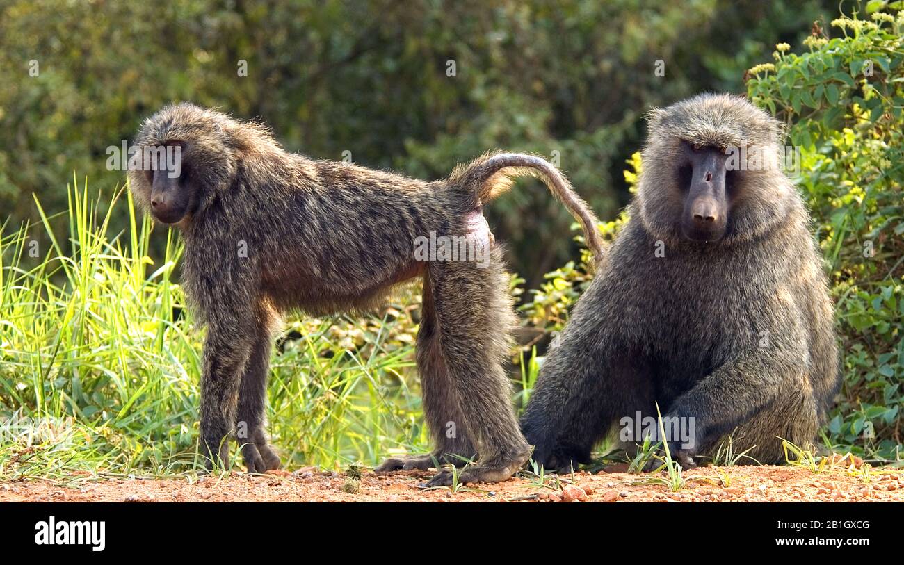 Male and female olive baboons hi-res stock photography and images - Alamy