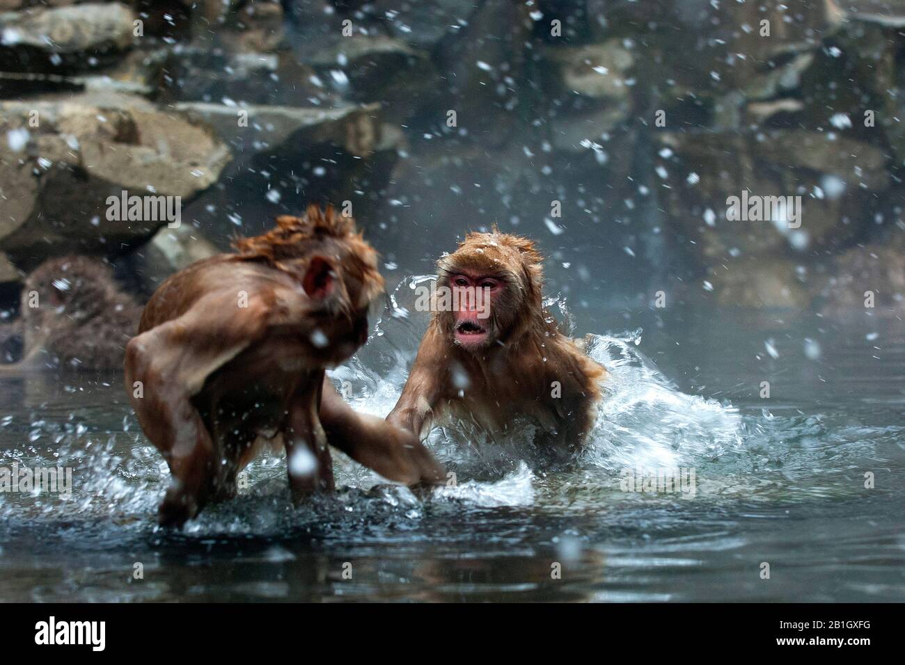 Monkeys in world hi-res stock photography and images - Alamy