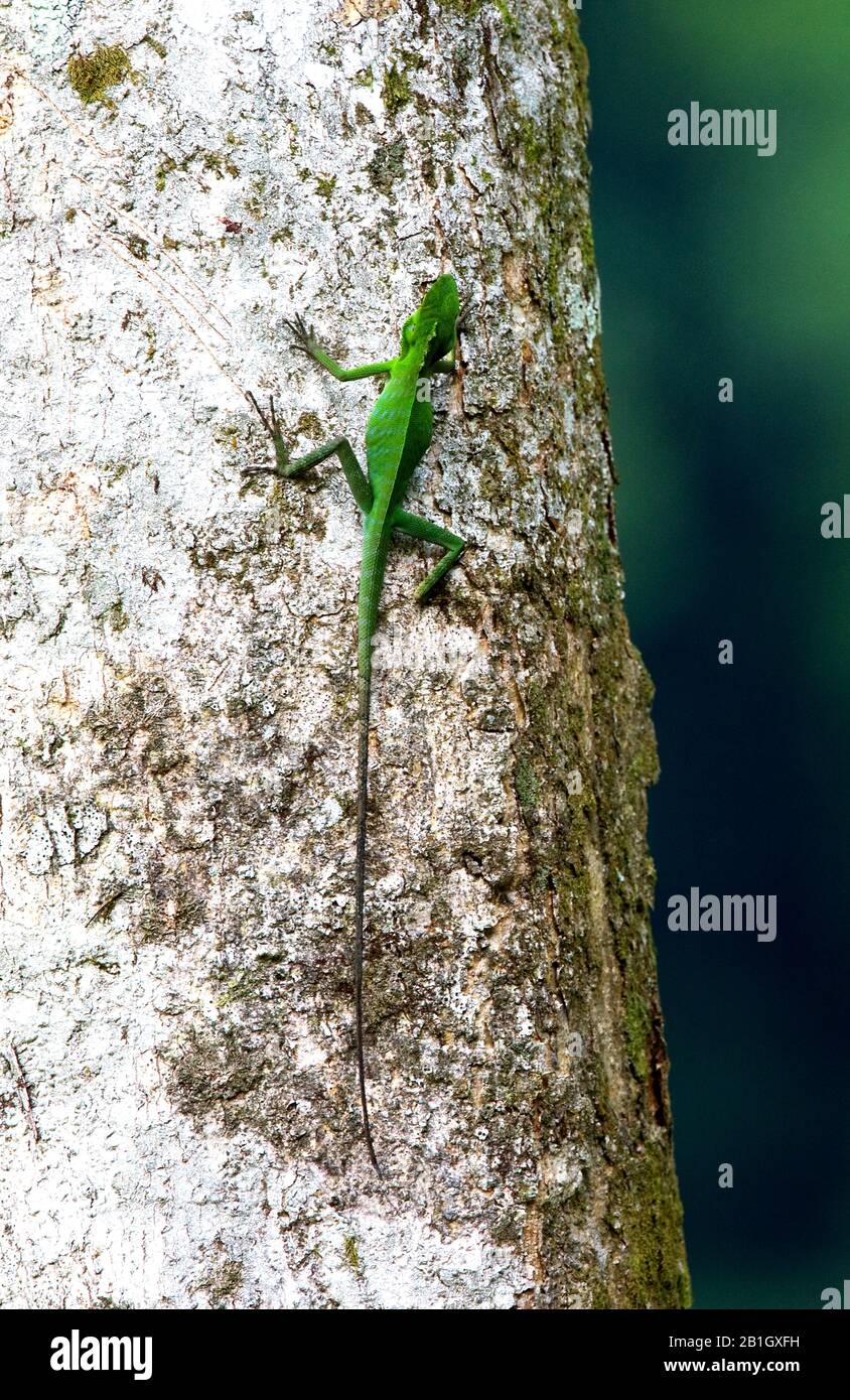 Green Crested Lizard (Bronchocela cristatella), at a tree trunk, front ...