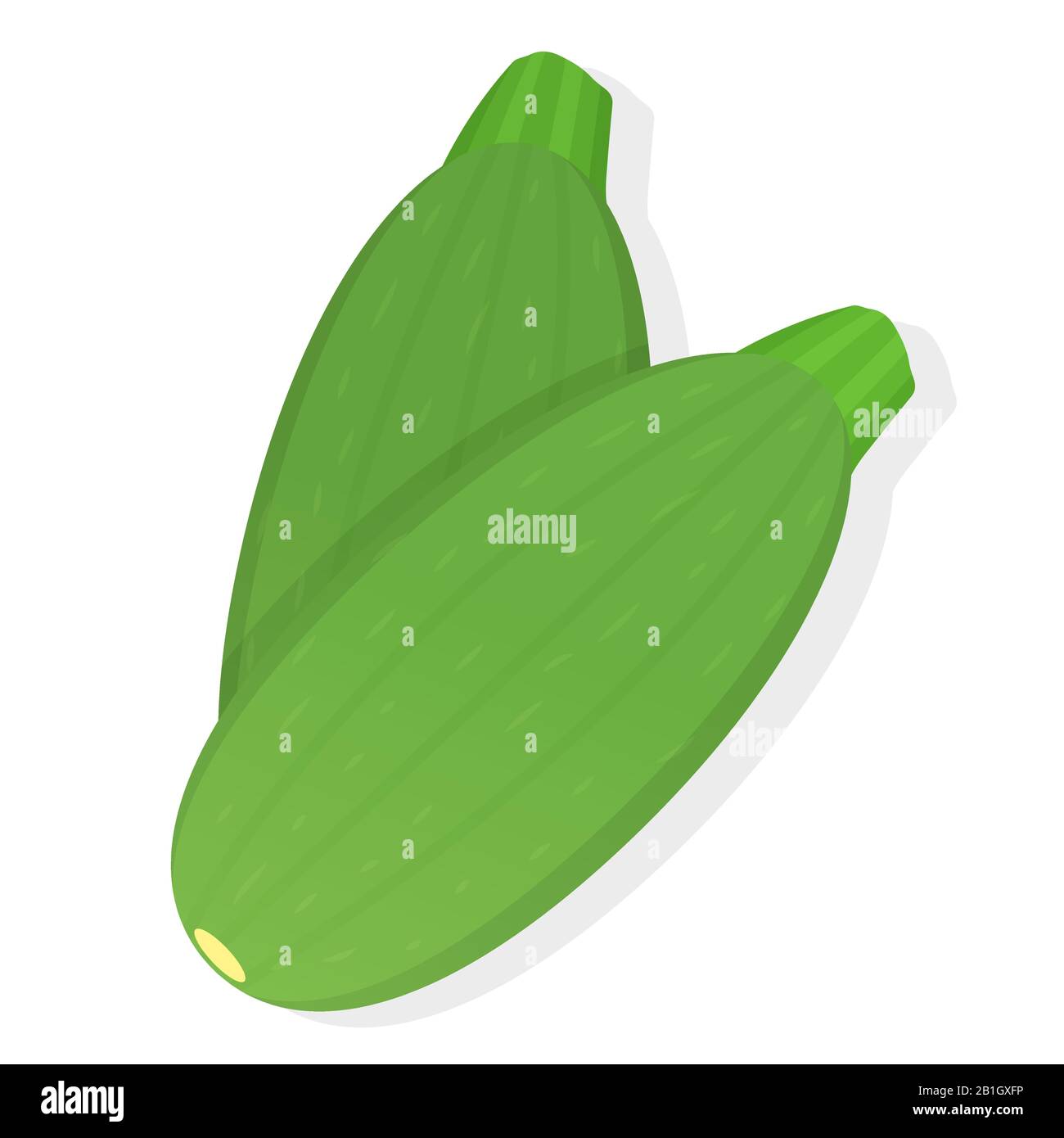 Two marrow vegetables isolated on white background. Ripe zucchini ...