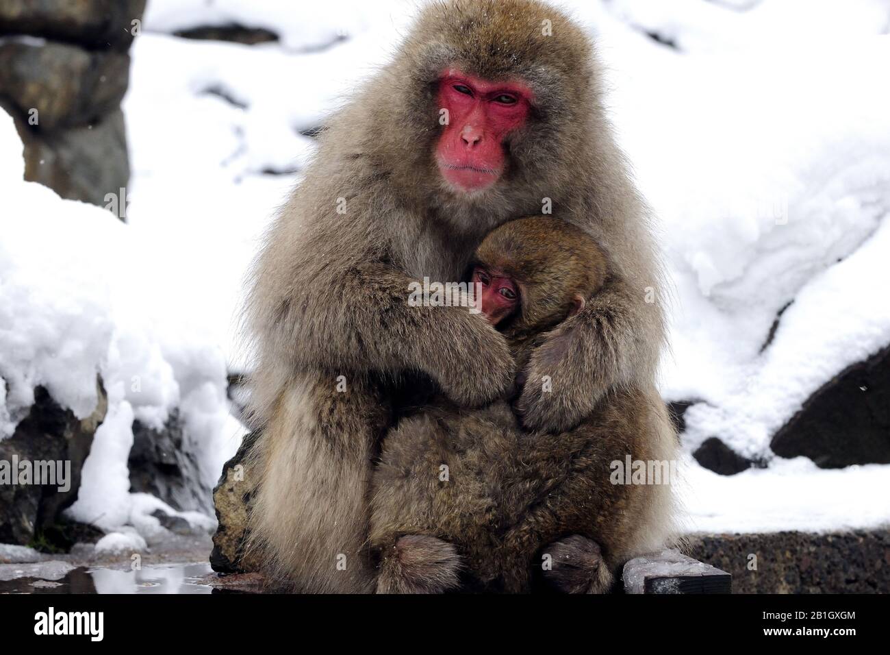 Wild baby animals japan hi-res stock photography and images - Alamy