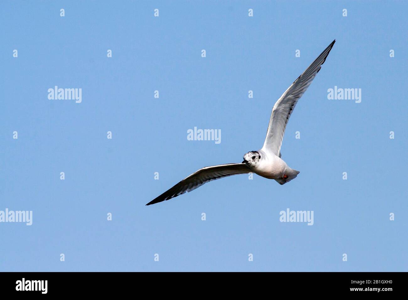 Little gull in flight larus hi-res stock photography and images - Alamy