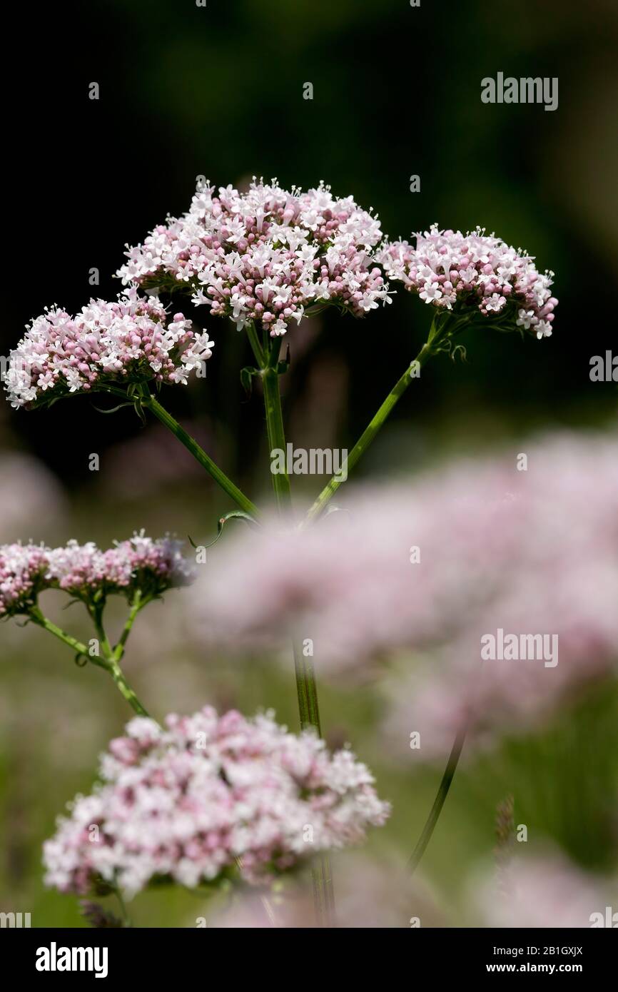 Valeriana officinalis agg hi-res stock photography and images - Alamy