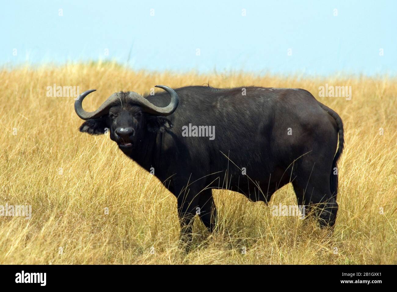 African buffalo (Syncerus caffer), standing on dry grass, side view ...