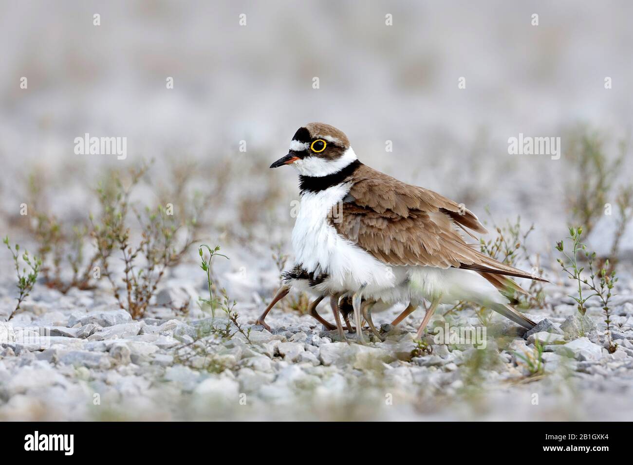 Ringed plovers baby birds hi-res stock photography and images - Alamy