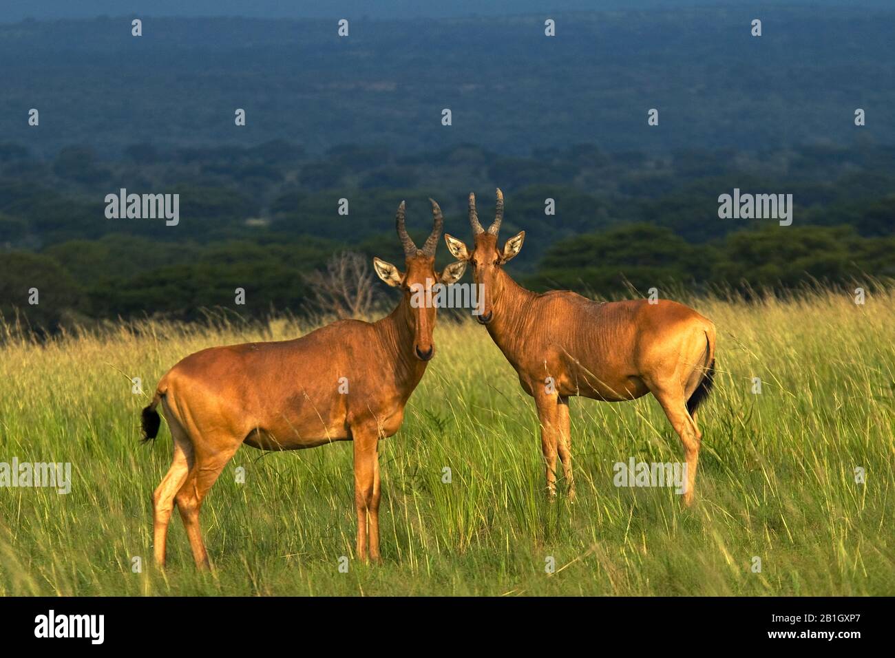 red hartebeest (Alcelaphus buselaphus), pair standing on high grass ...