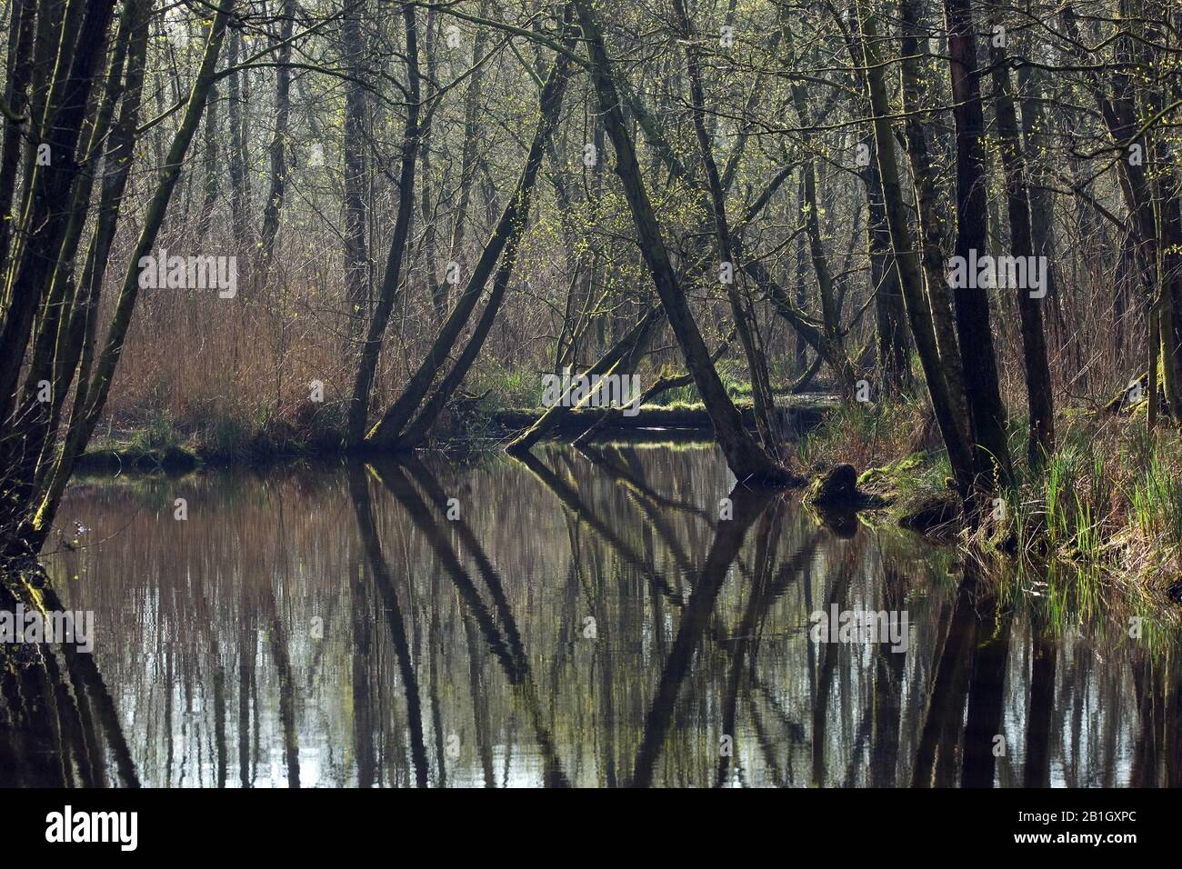 Nature reserve naardermeer hi-res stock photography and images - Alamy