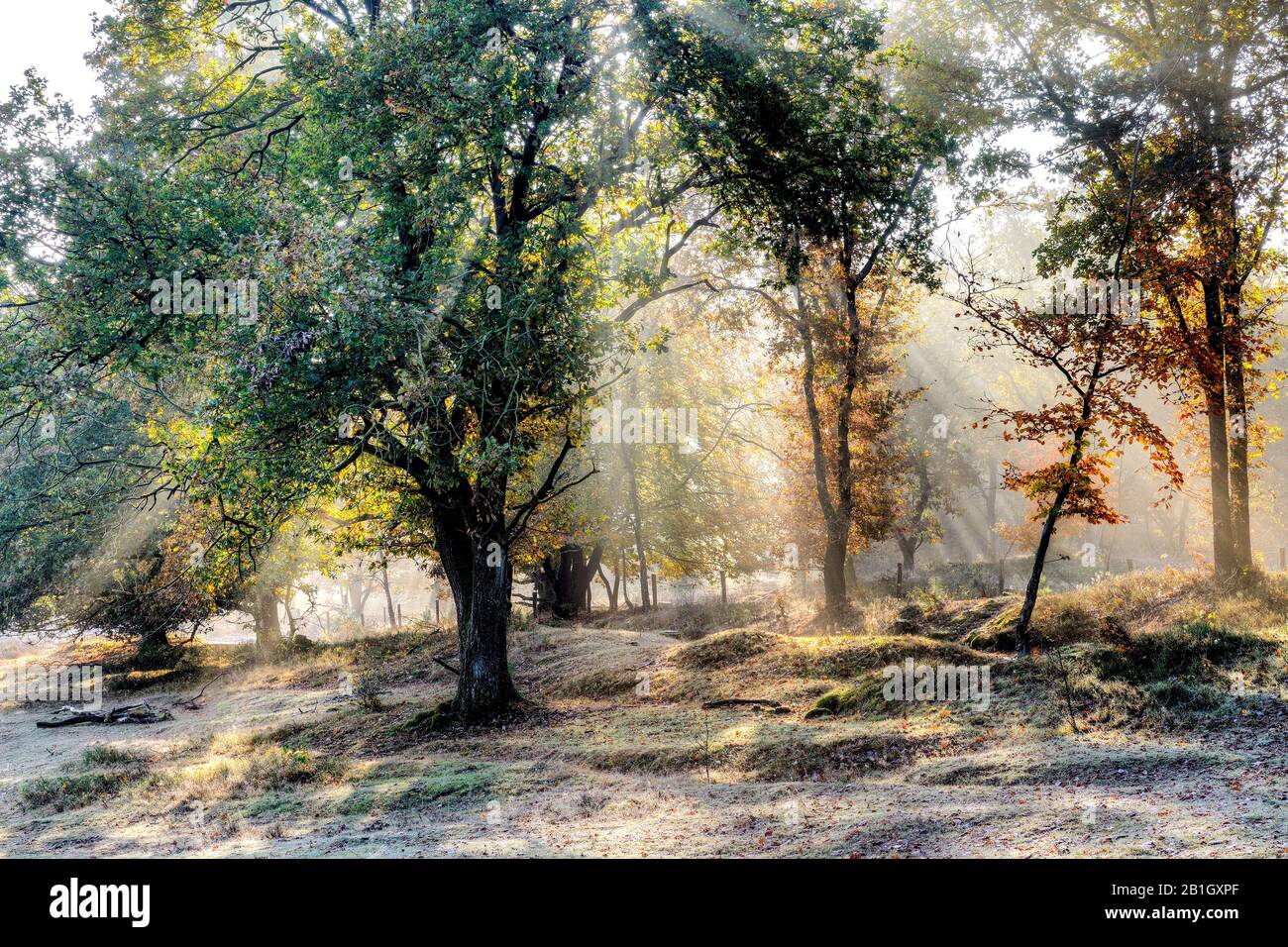 Zijperberg hi-res stock photography and images - Alamy