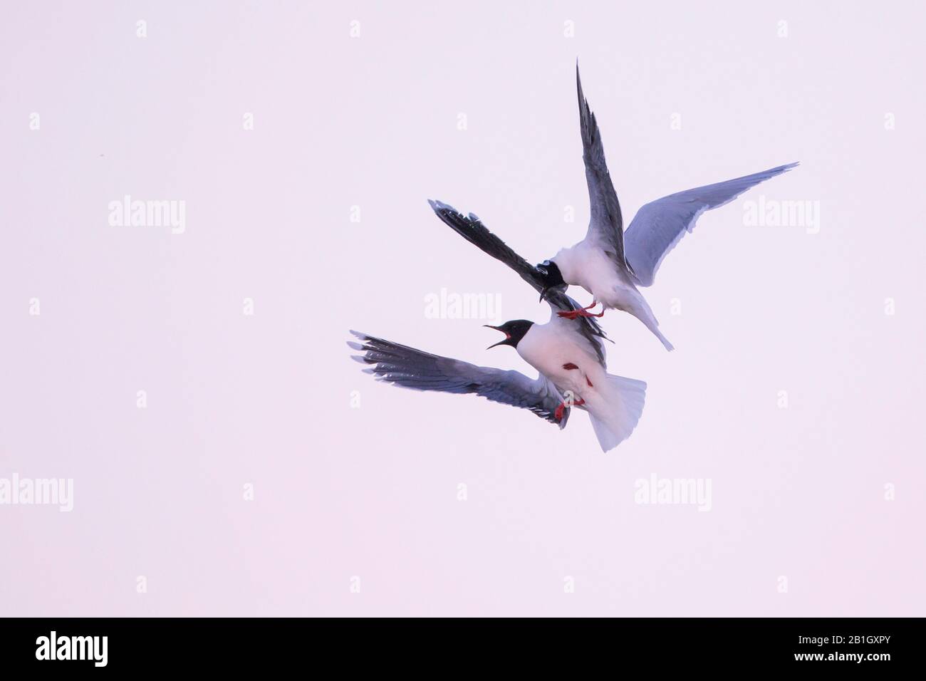 little gull (Hydrocoloeus minutus, Larus minutus), two flying little ...