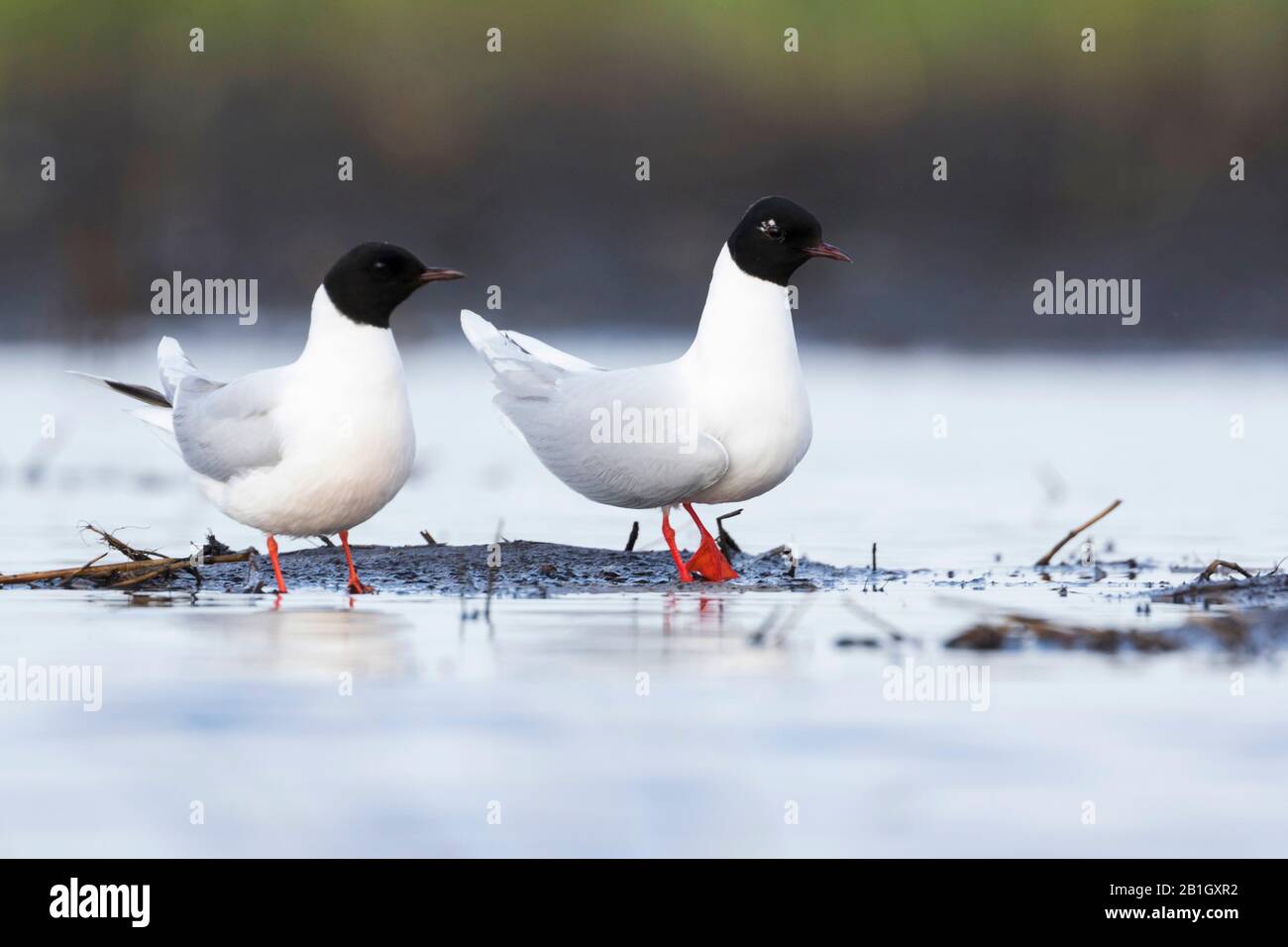 Two little gulls hi-res stock photography and images - Alamy
