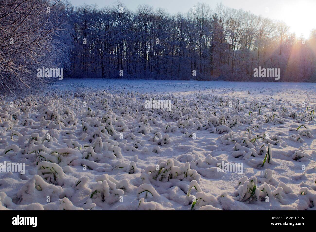 Field crop snow hi-res stock photography and images - Alamy