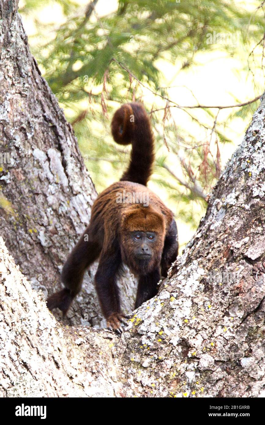 brown howler (Alouatta fusca, Alouatta guariba), in a tree fork, front ...