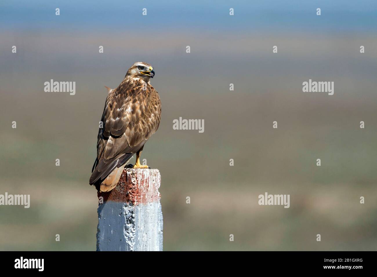 Long legged buzzard perched hi-res stock photography and images - Alamy