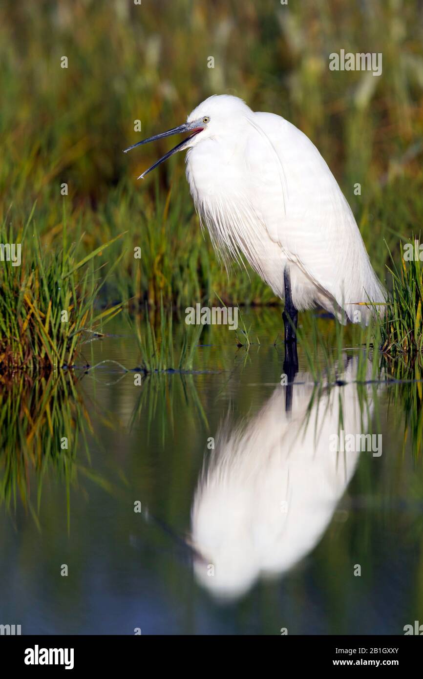 little egret (Egretta garzetta), in breeding plumage, Cyprus Stock ...