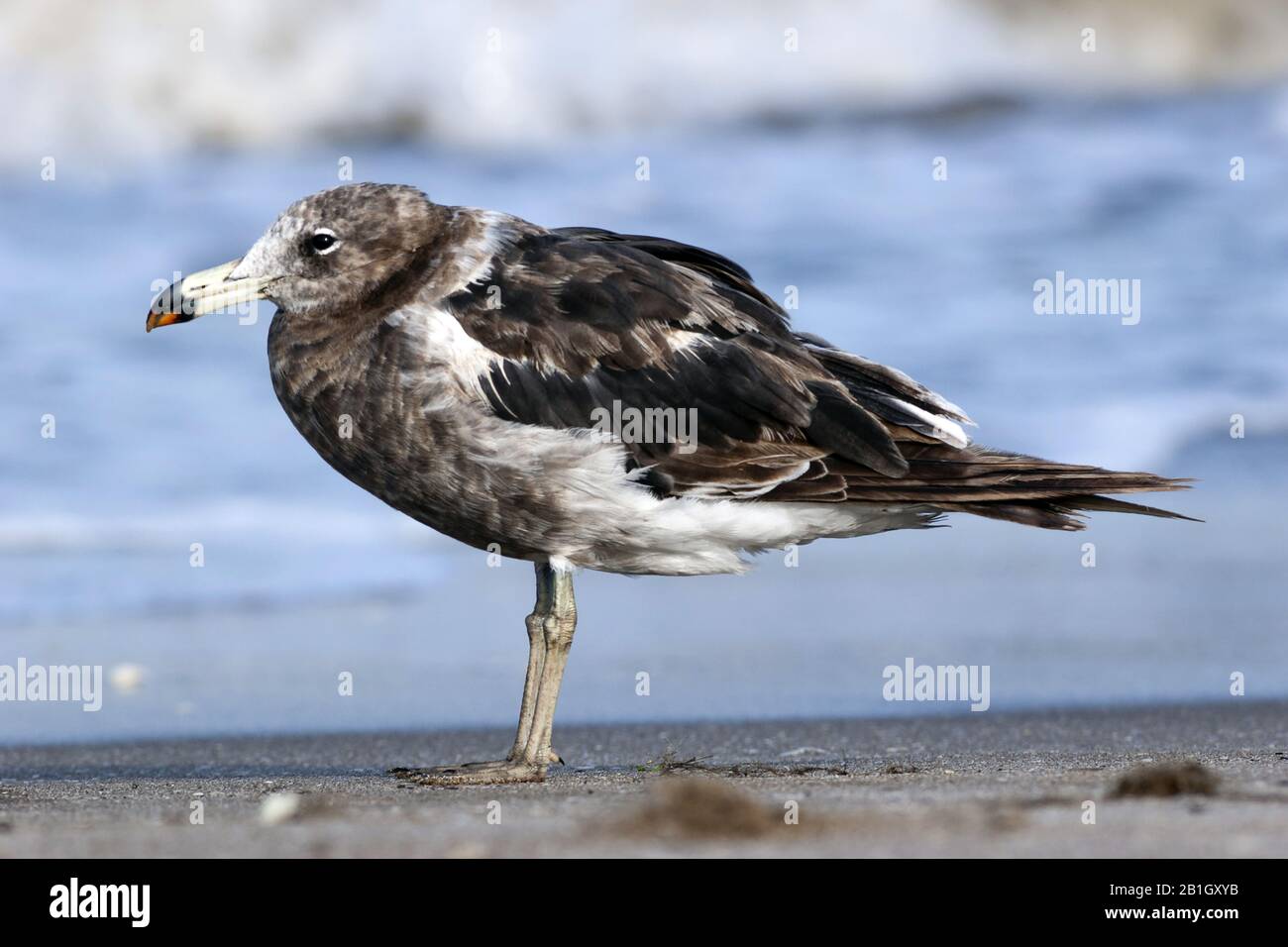 Olrog's Gull (Larus atlanticus), immature at the beach, Argentina, San ...