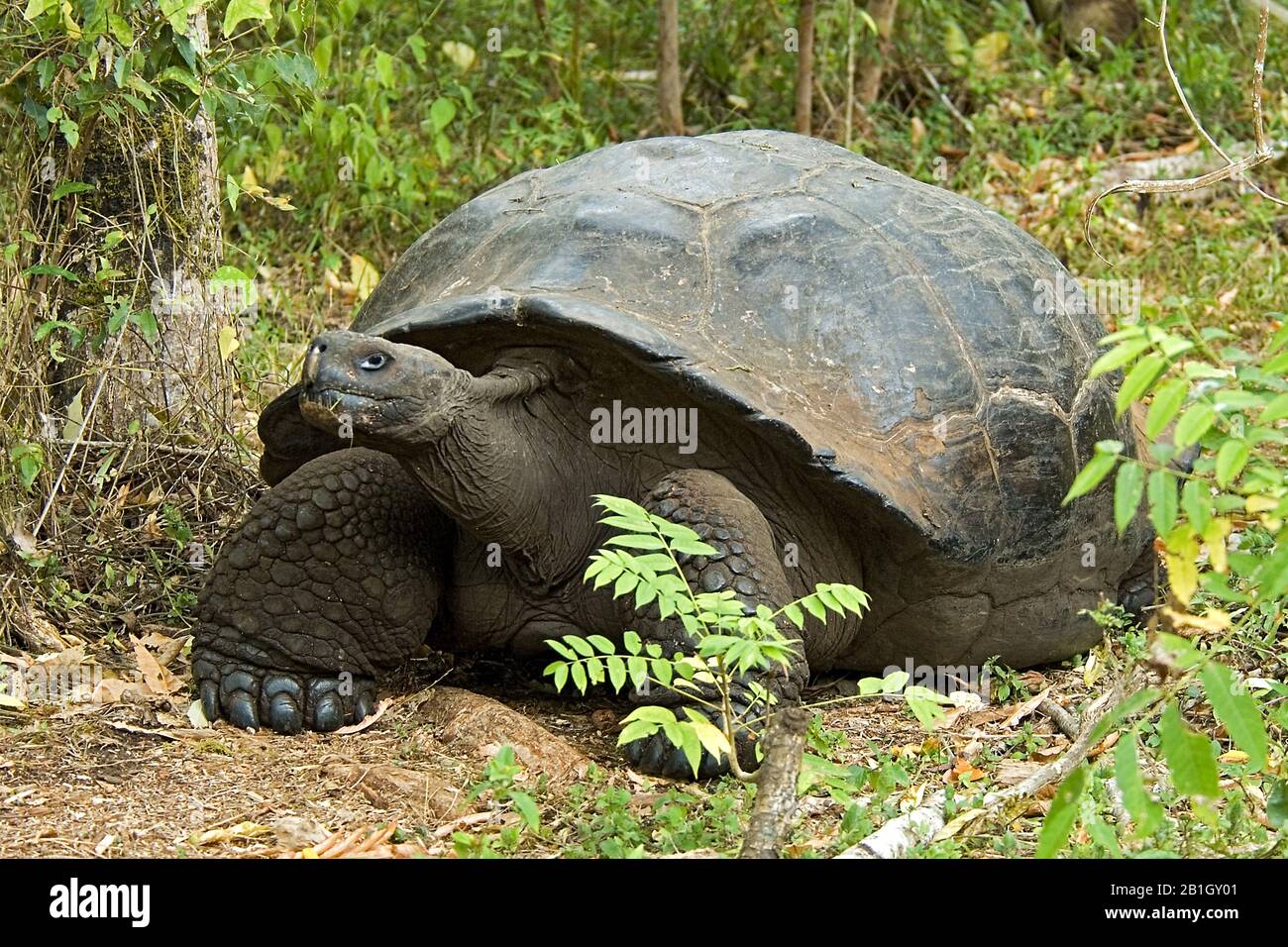 Galapagos tortoise, Galapagos giant tortoise (Chelonodis nigra ...