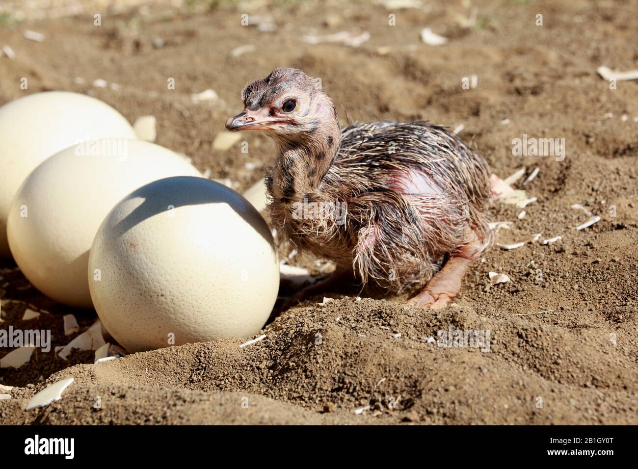 Ostrich chick hatching hi-res stock photography and images - Alamy