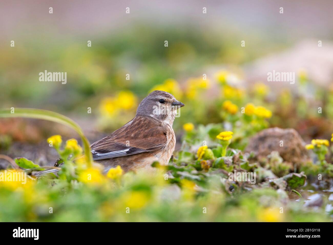 Female linnet bird hi-res stock photography and images - Alamy