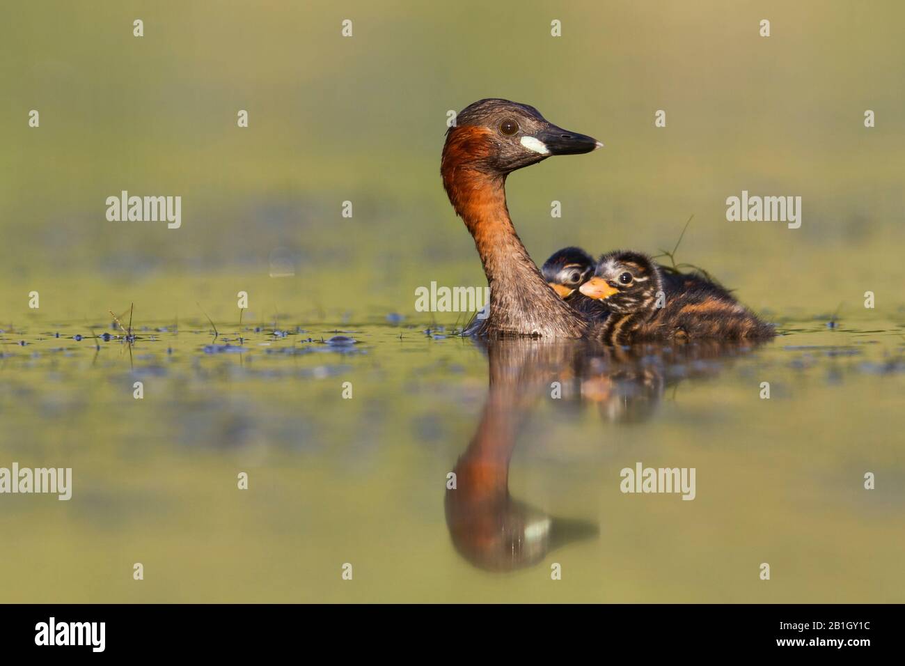 little grebe (Podiceps ruficollis, Tachybaptus ruficollis), adult with ...
