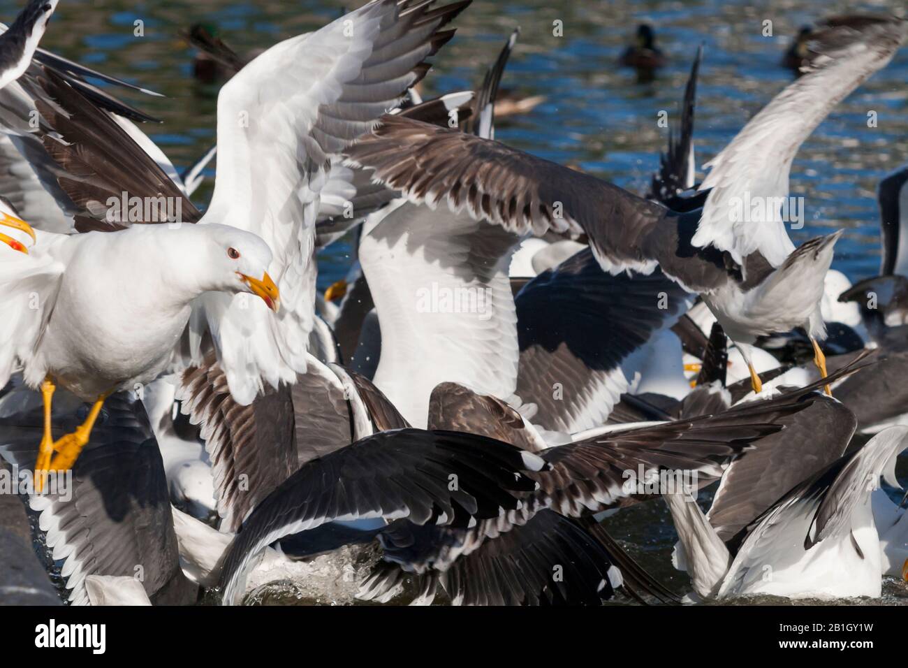 Large flock of gulls hi-res stock photography and images - Alamy