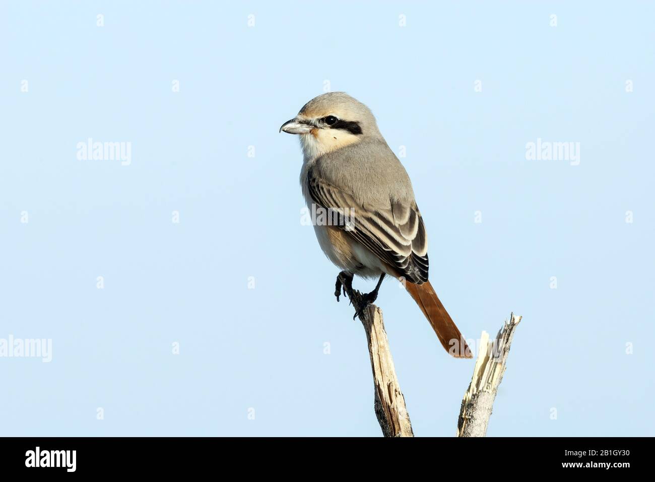 isabelline shrike (Lanius isabellinus), sitting on a branch, Kazakhstan ...